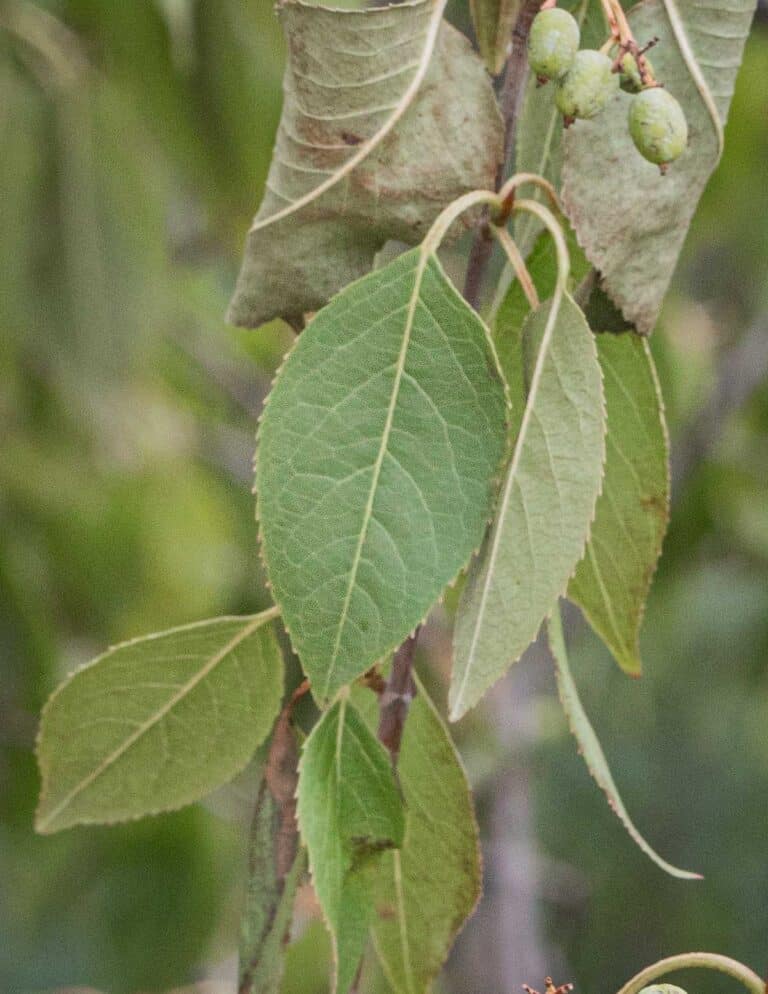 Foraging and Cooking Nannyberries - Forager | Chef