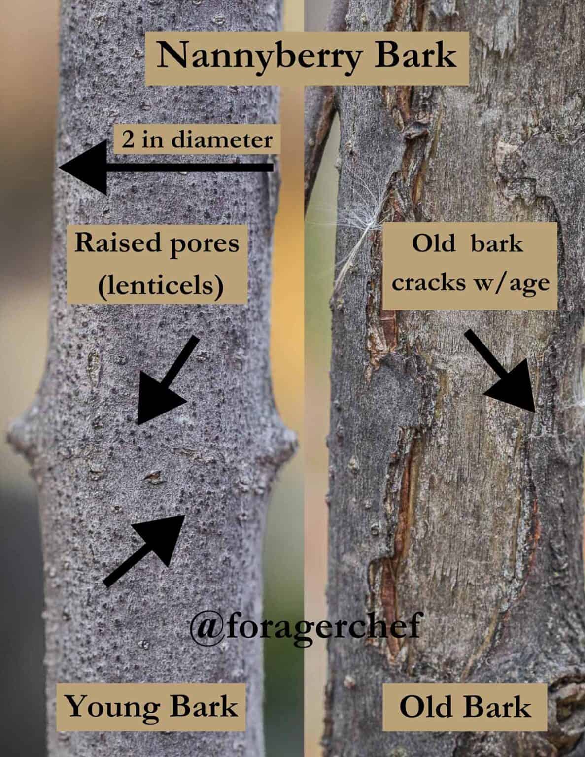 Foraging and Cooking Nannyberries - Forager | Chef