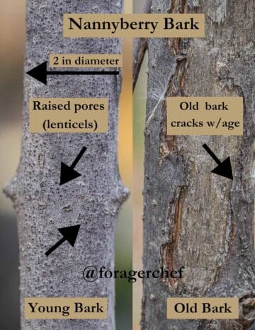 Foraging and Cooking Nannyberries - Forager | Chef