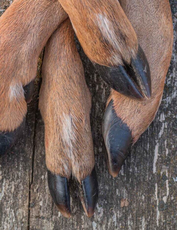 Smoked Venison Bone Broth - Forager | Chef