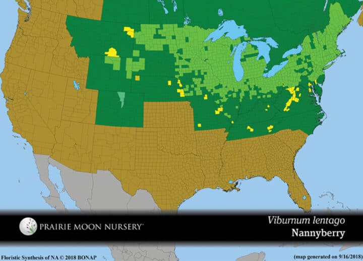 Foraging and Cooking Nannyberries - Forager | Chef
