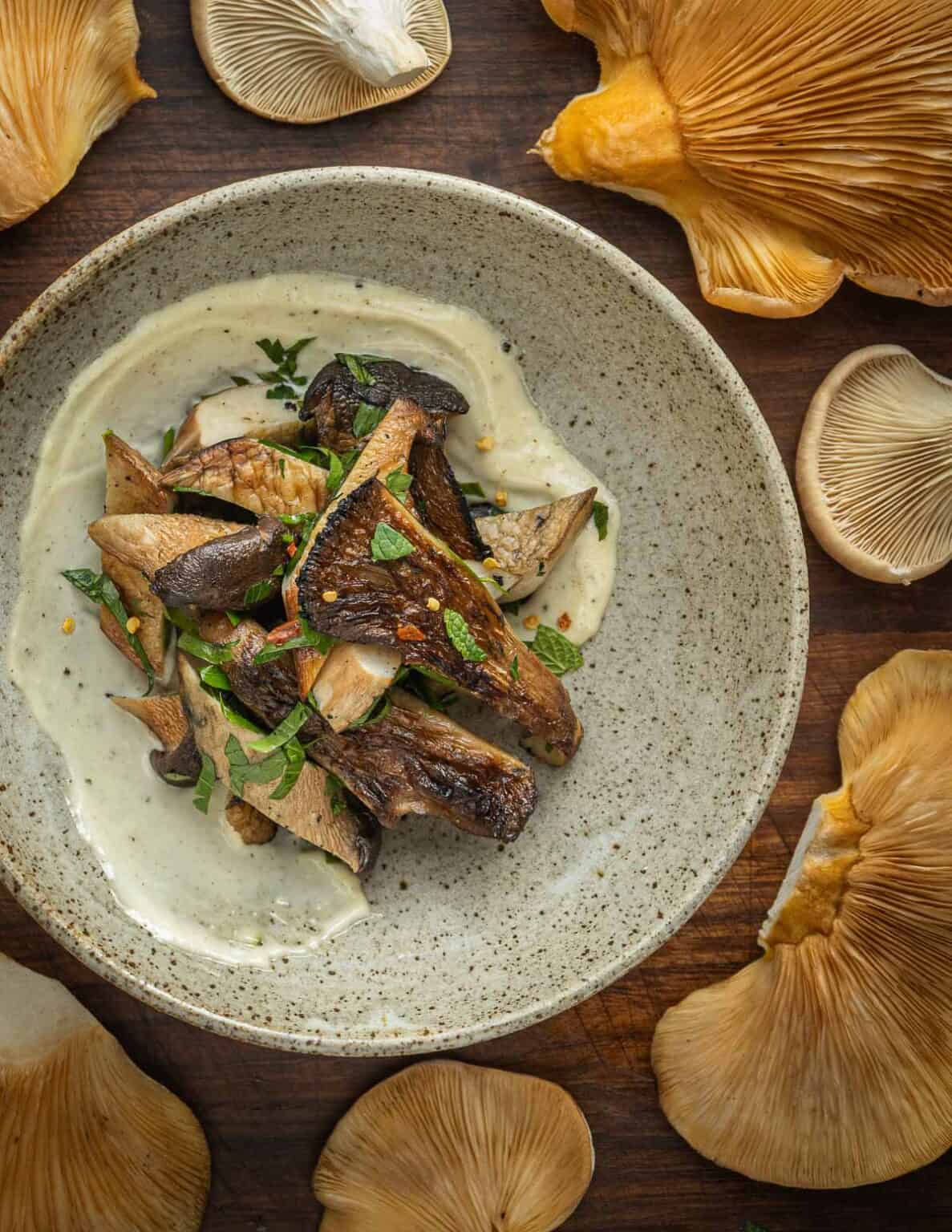 Late Fall Oyster Mushrooms: Sarcomyxa serotina