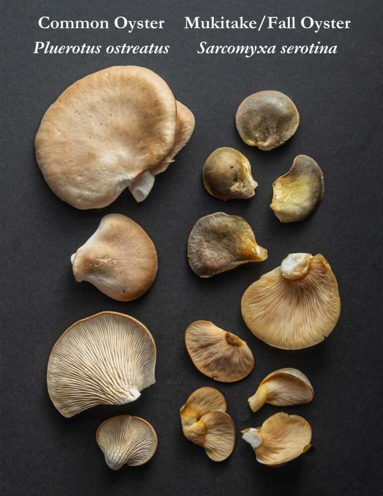 Late Fall Oyster Mushrooms: Sarcomyxa serotina