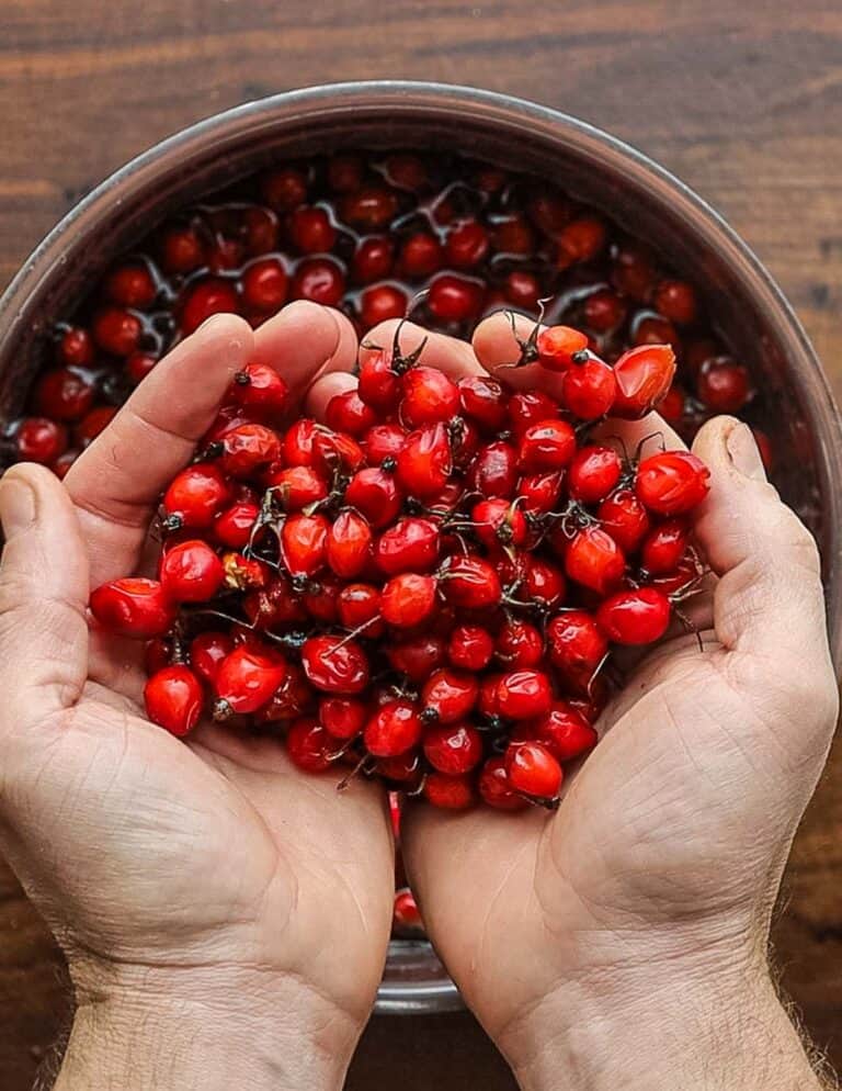 Honey Rosehip Syrup - Forager | Chef