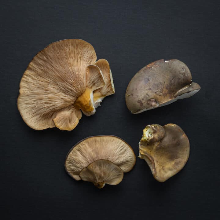 Types of Types of Edible Wild Mushrooms - Forager | Chef