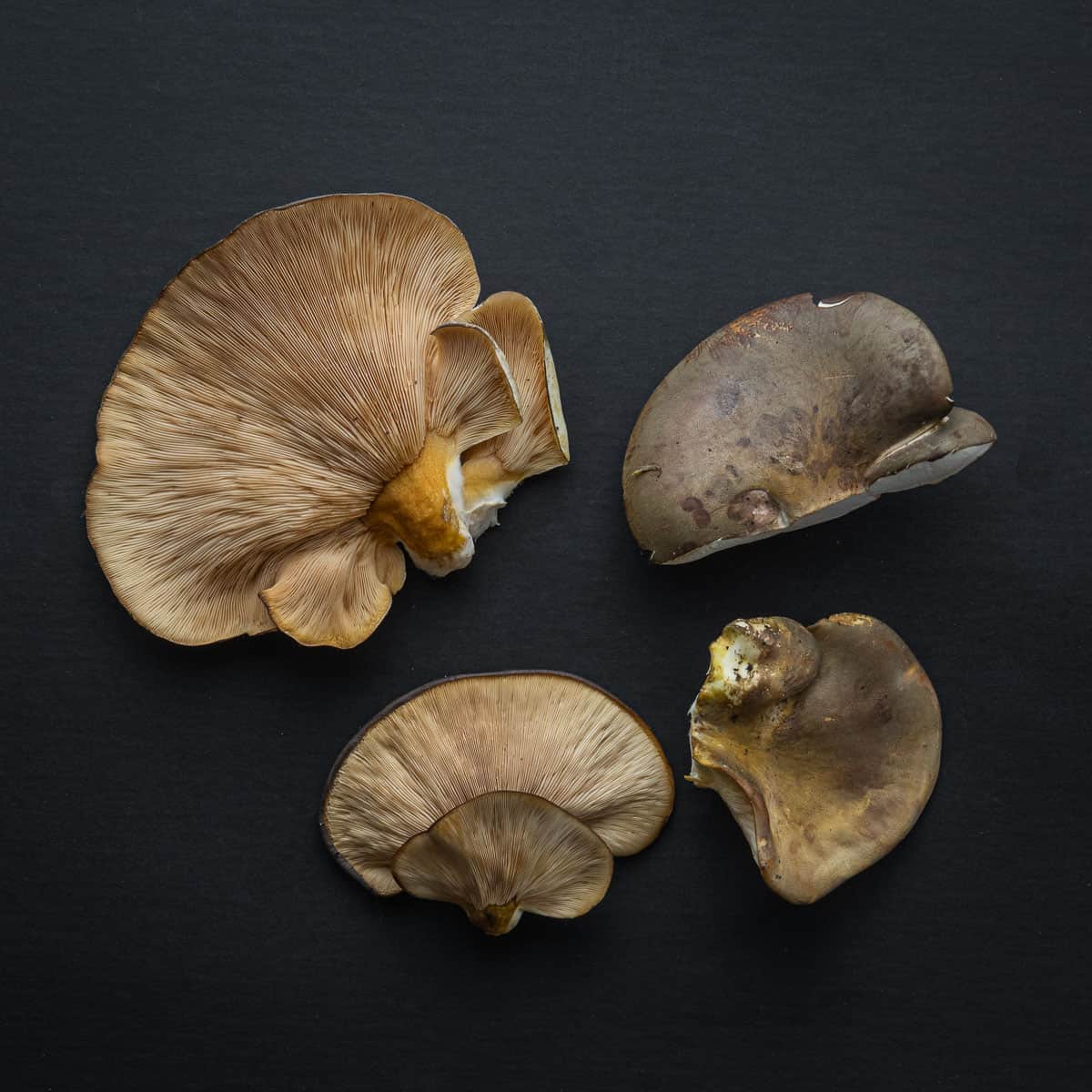 Late Fall Oyster Mushrooms: Sarcomyxa serotina