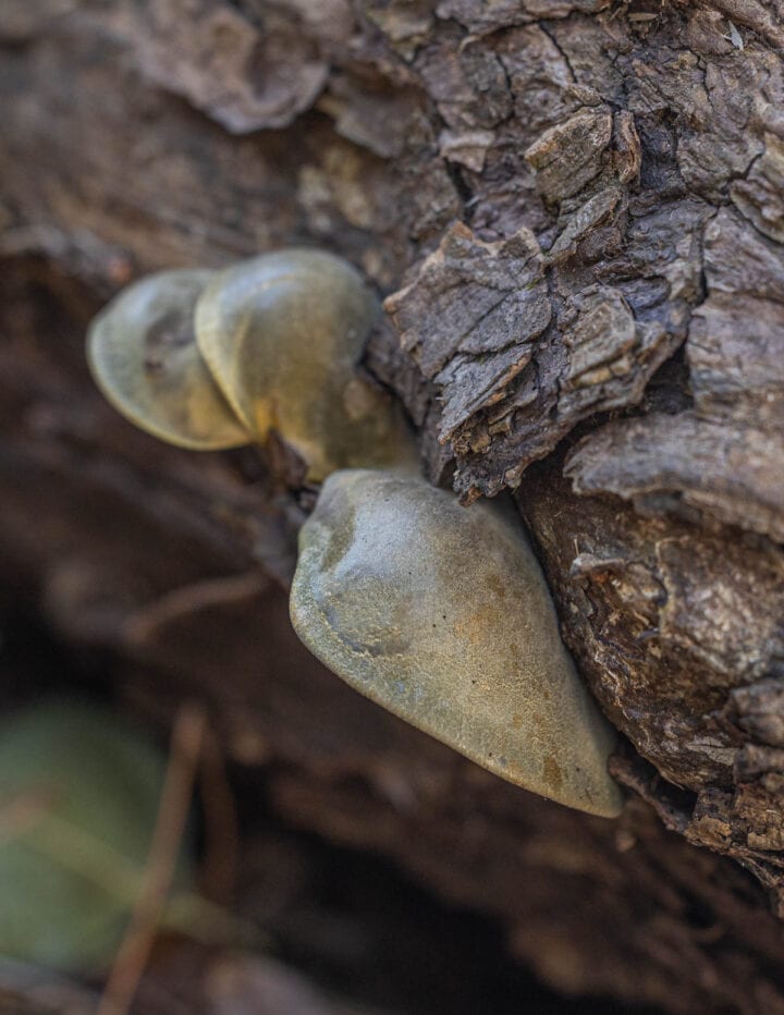 Late Fall Oyster Mushrooms: Sarcomyxa serotina