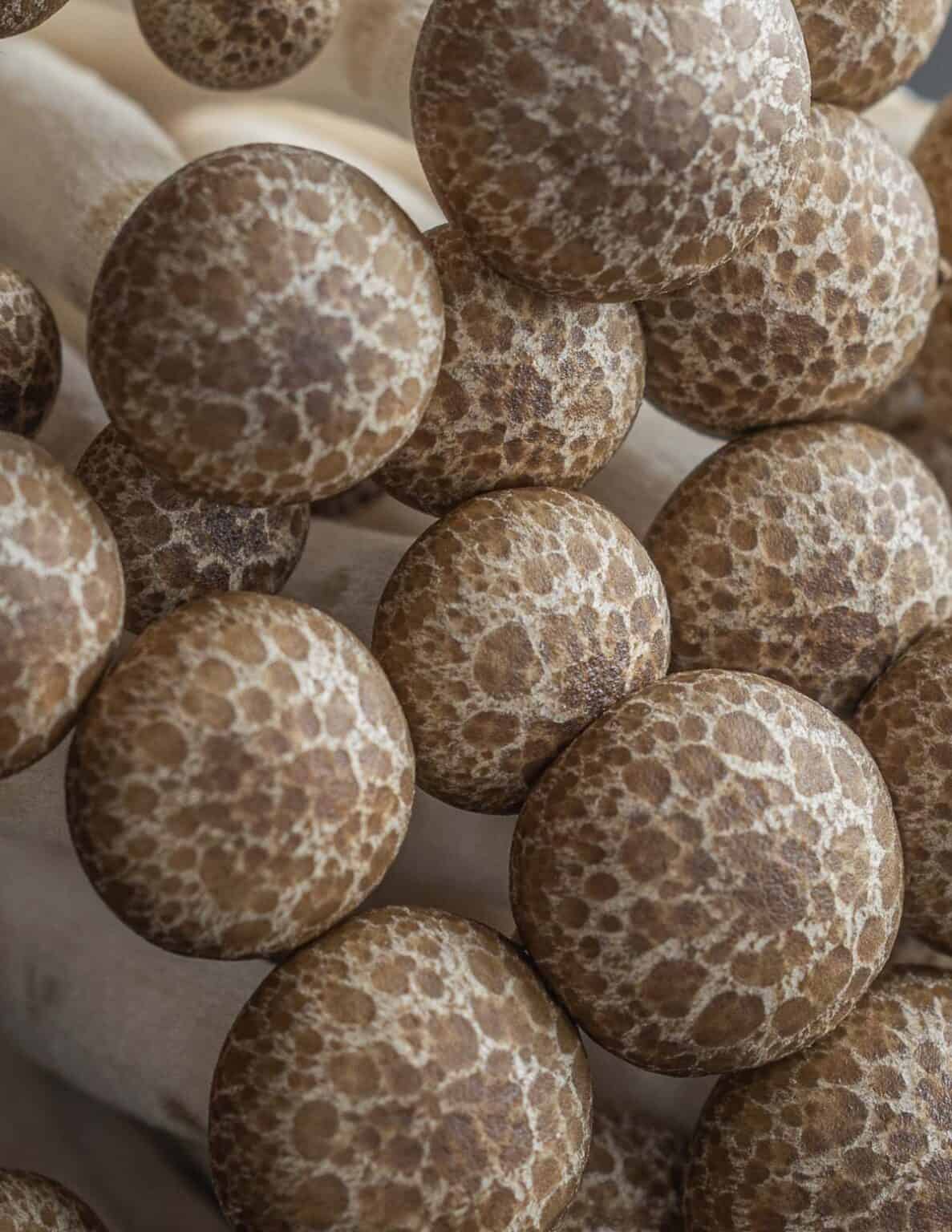 Beech Mushrooms - Forager | Chef