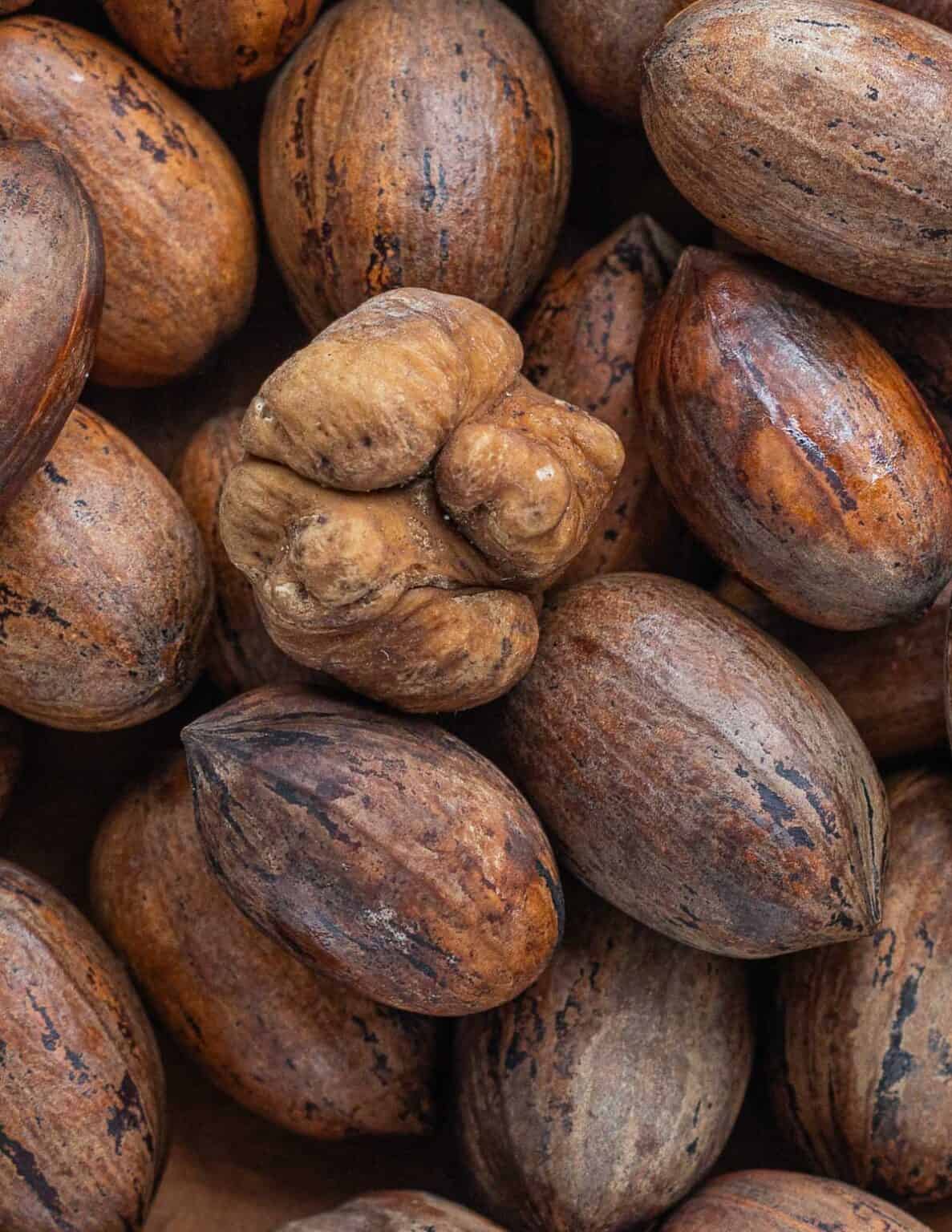 Pecan Truffles (Tuber lyonii)