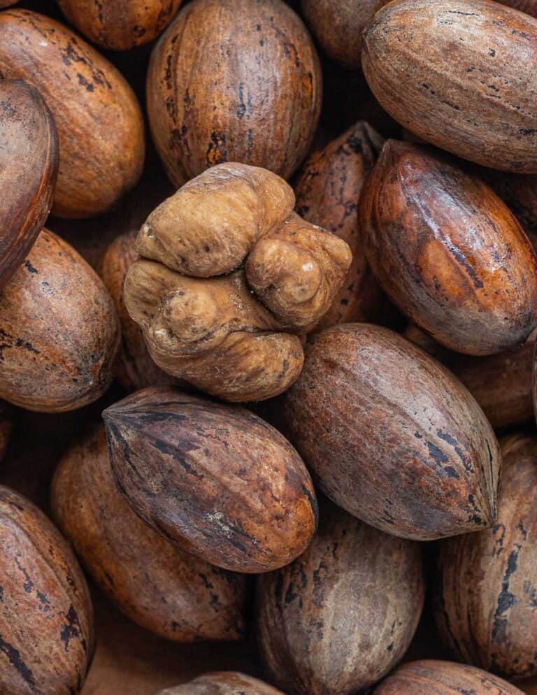 Pecan Truffles (Tuber lyonii)