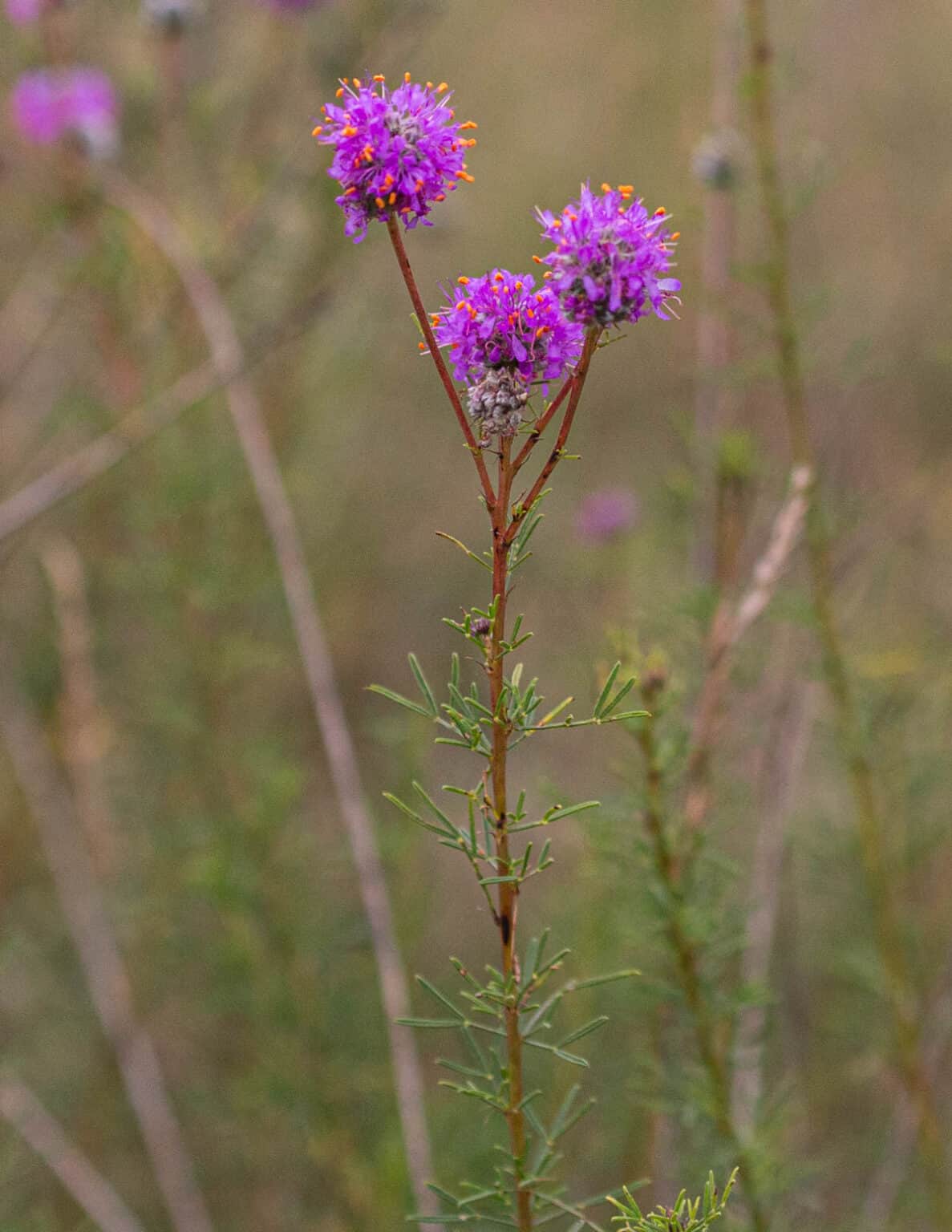 Purple Prairie Clover - Forager | Chef