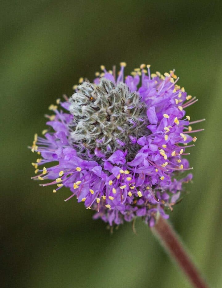 Purple Prairie Clover - Forager | Chef