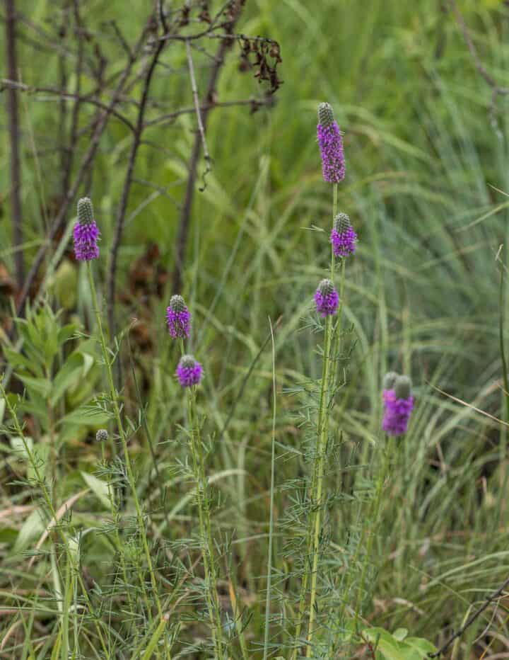 Purple Prairie Clover - Forager | Chef