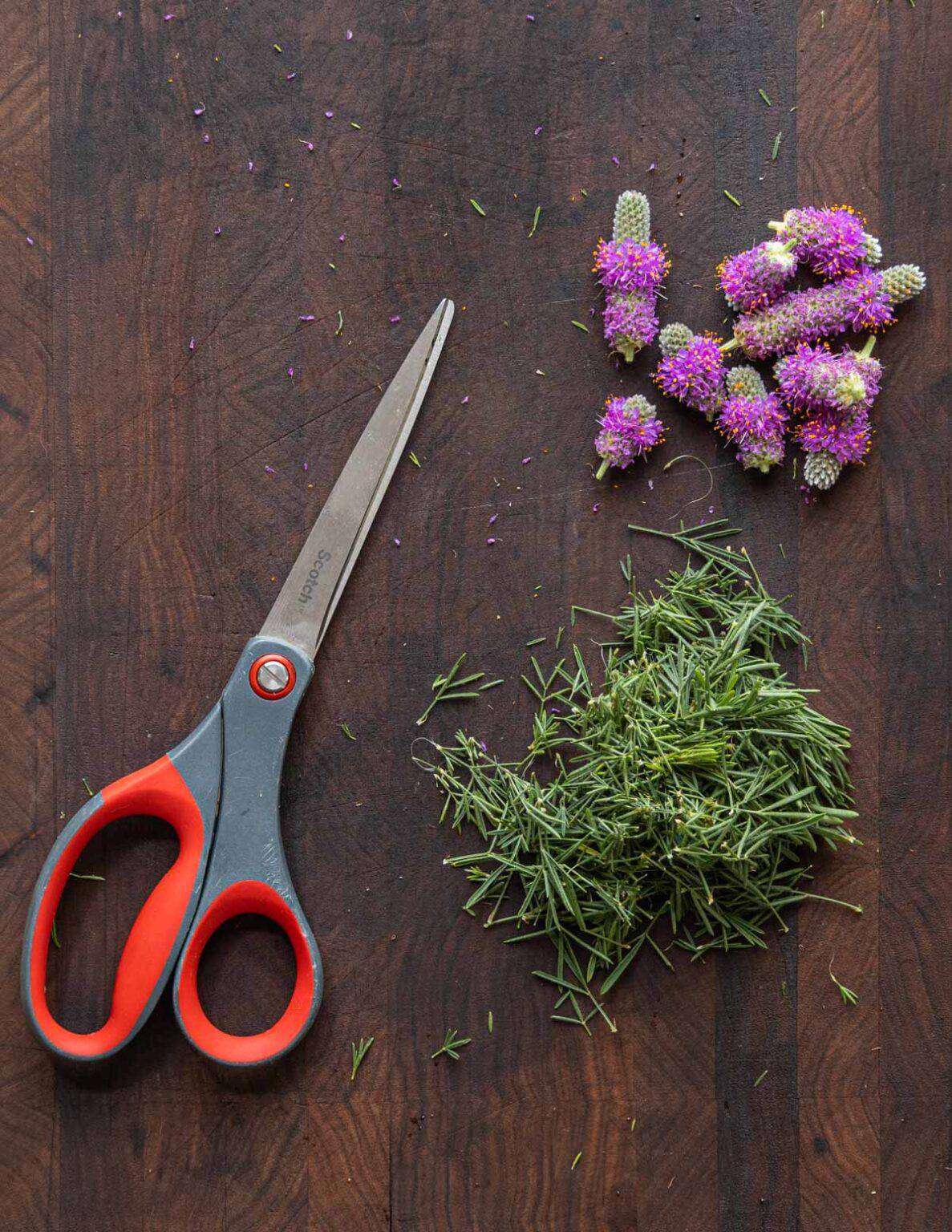 Purple Prairie Clover - Forager | Chef