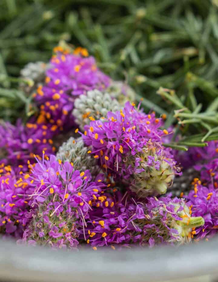Purple Prairie Clover - Forager | Chef