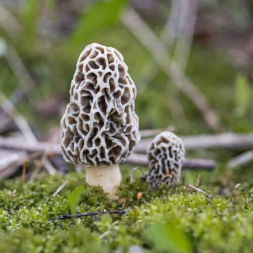 15+ Spring Wild Mushrooms Every Forager Should Know