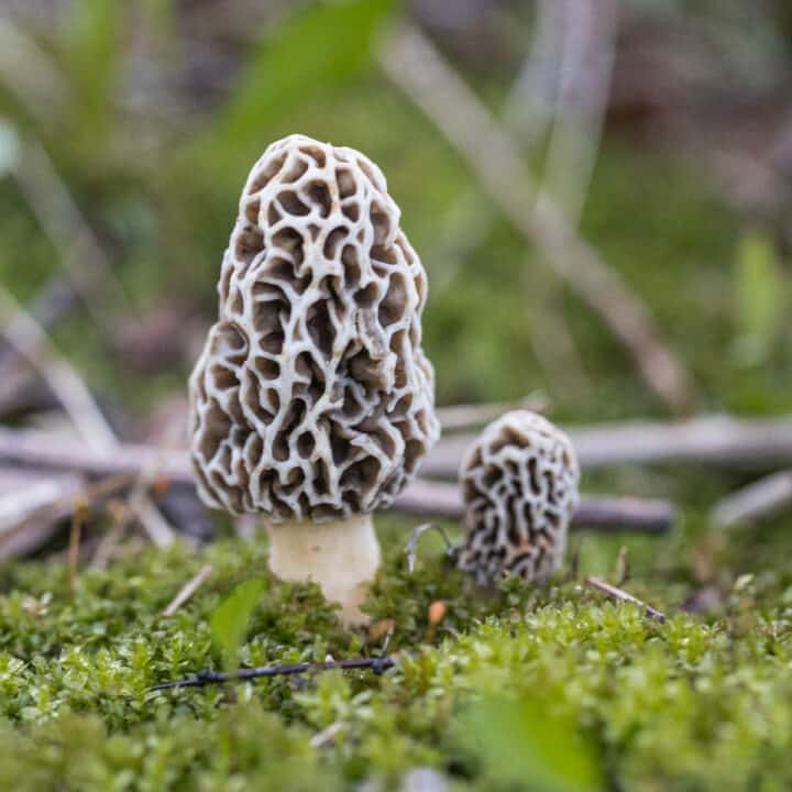 15+ Spring Wild Mushrooms Every Forager Should Know