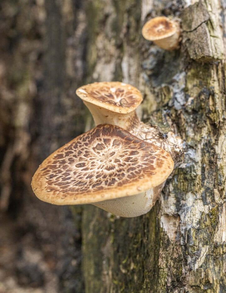 15+ Spring Wild Mushrooms Every Forager Should Know