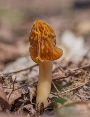 15+ Spring Wild Mushrooms Every Forager Should Know