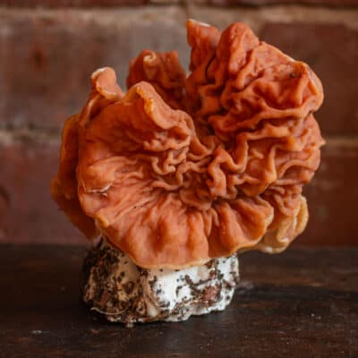 15+ Spring Wild Mushrooms Every Forager Should Know