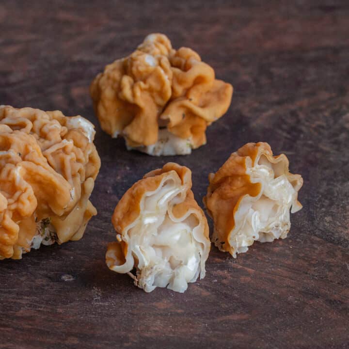 15+ Spring Wild Mushrooms Every Forager Should Know