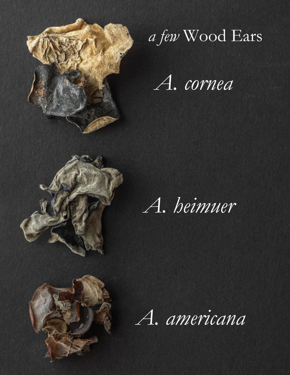 Kikurage / Wood Ear Mushroom