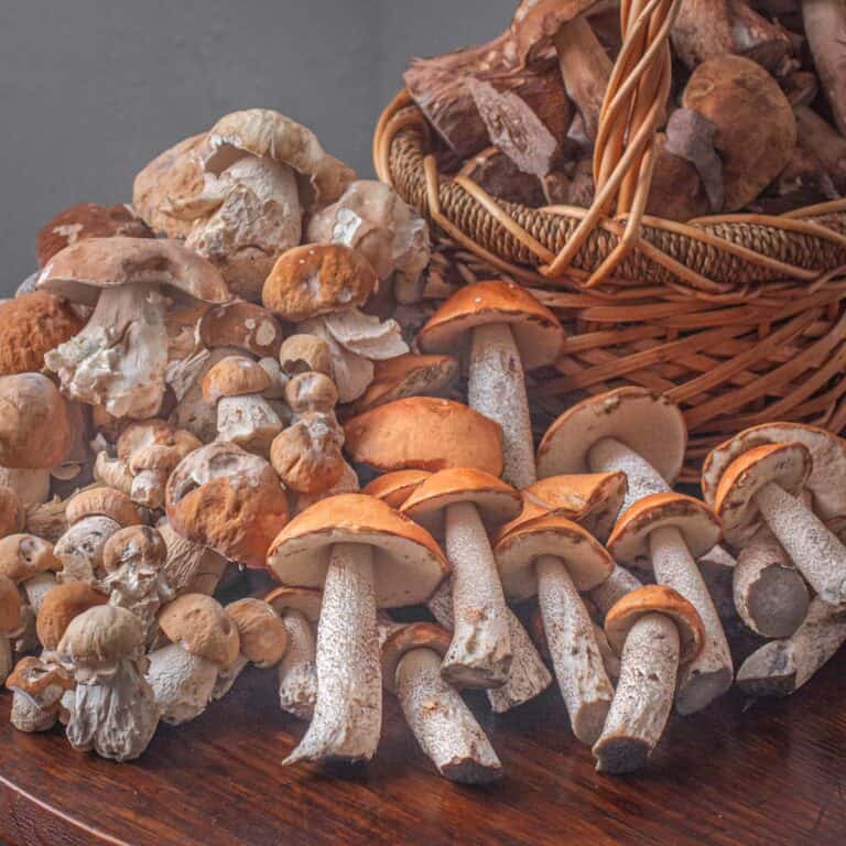 The Best Tasting Mushrooms (According to Professional Chefs) - Forager ...