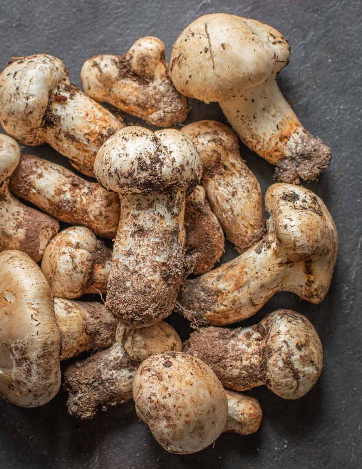 The Best Tasting Mushrooms (According to Professional Chefs) - Forager ...