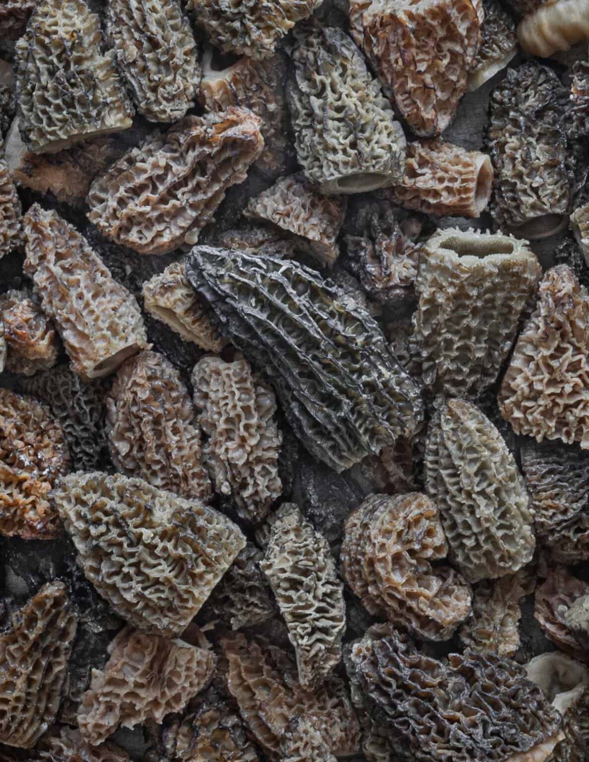 The Best Tasting Mushrooms (According to Professional Chefs) - Forager ...