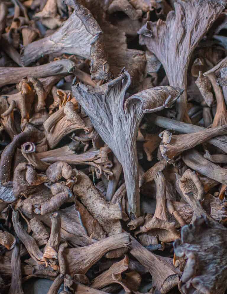 The Best Tasting Mushrooms (According to Professional Chefs) - Forager ...