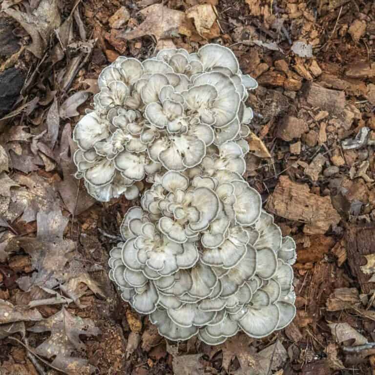 The Best Tasting Mushrooms (According to Professional Chefs) - Forager ...