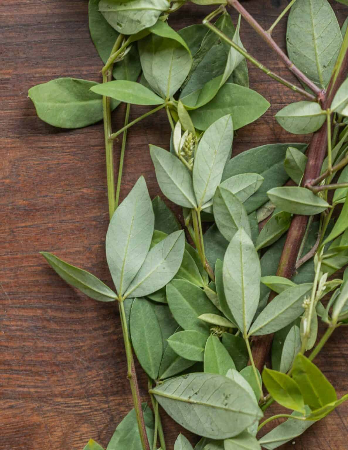 Chipilín: Central America's Famous Herb for Tamales
