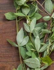 Chipilín: Central America's Famous Herb for Tamales