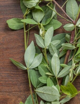 Chipilín: Central America's Famous Herb for Tamales