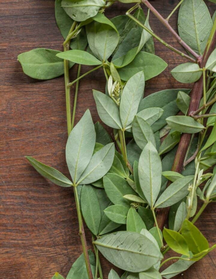 Chipilín: Central America's Famous Herb for Tamales