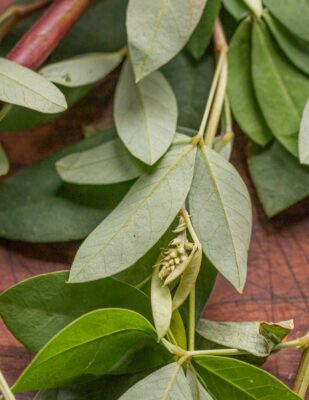 Chipilín: Central America's Famous Herb for Tamales