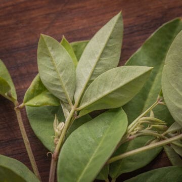 Chipilín: Central America's Famous Herb for Tamales