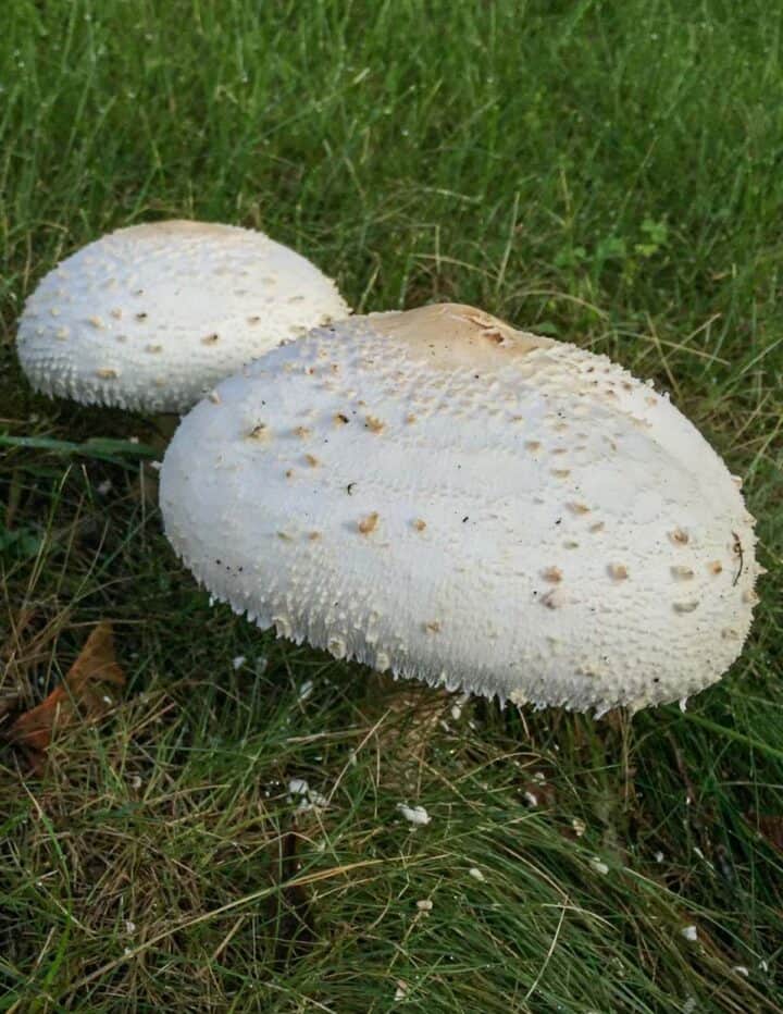 Foraging and Cooking Shaggy Parasol Mushrooms - Forager | Chef