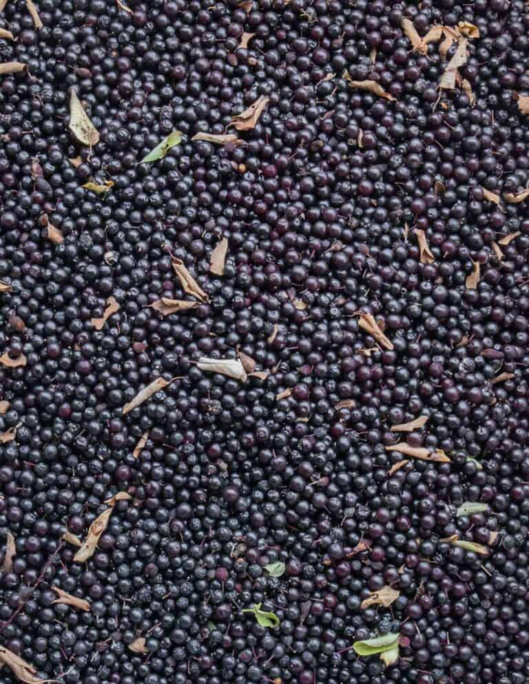 Grandma's Chokecherry Jelly (The Best!) - Forager | Chef