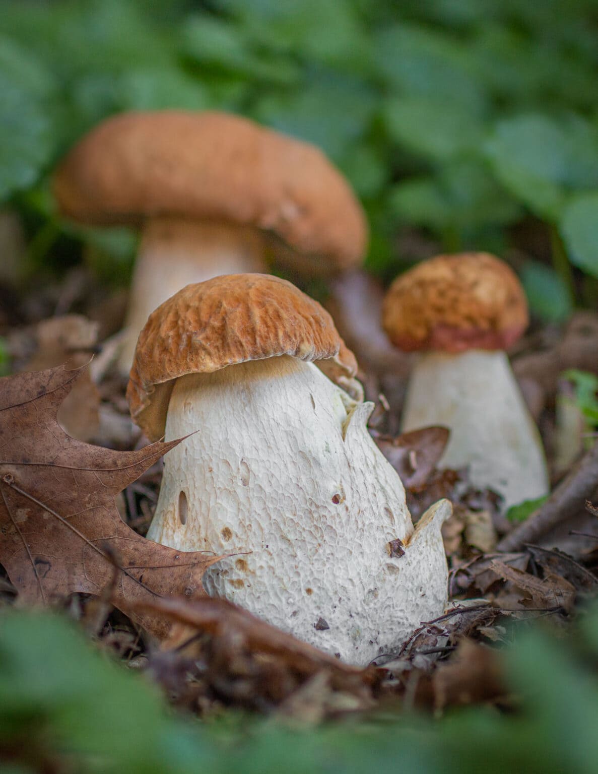 Italian-Style Porcini Mushrooms (Funghi Trifolati)