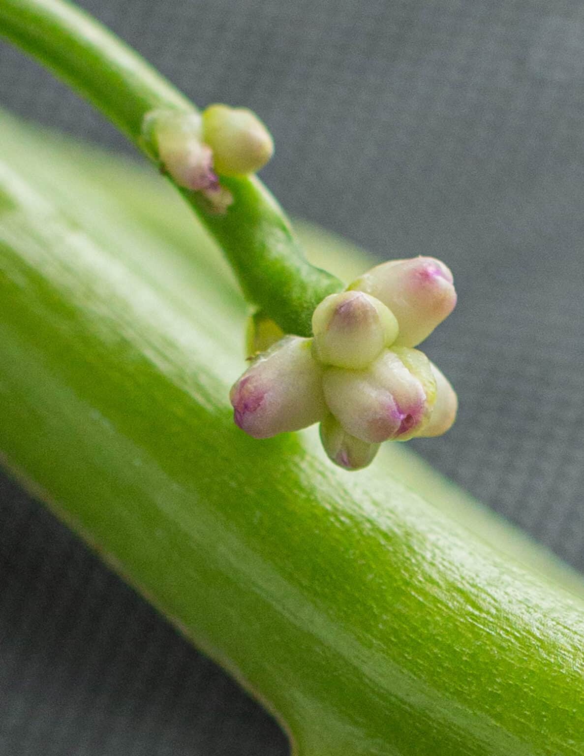 Mong Toi Stir Fry with Mushrooms (Malabar Spinach Recipe)