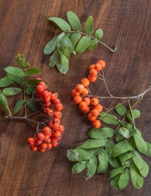 Cooking With Rowan Berries
