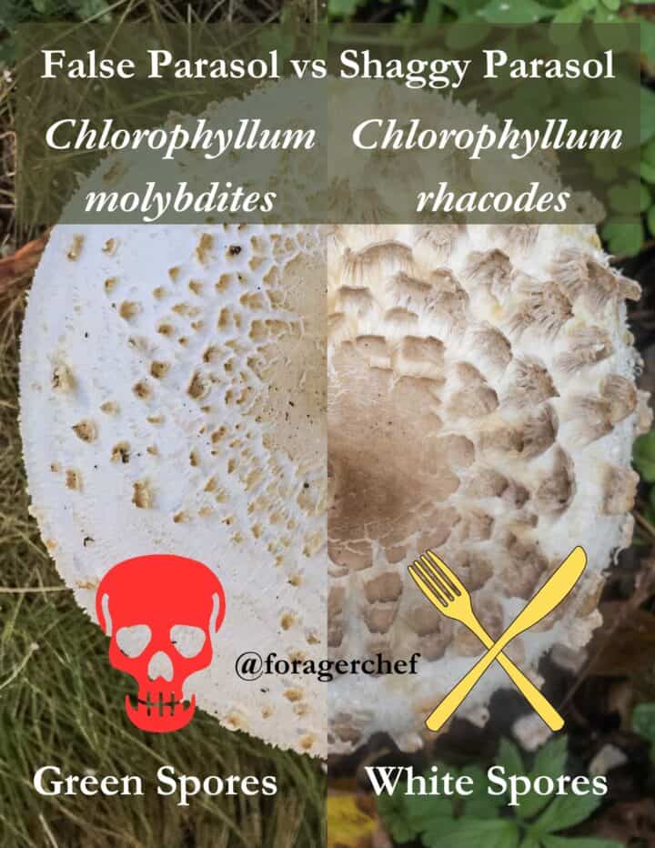 Foraging and Cooking Shaggy Parasol Mushrooms - Forager | Chef