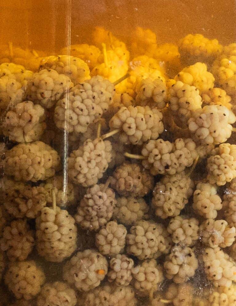 White Mulberry Vinegar - Forager | Chef