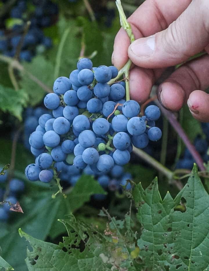 Classic Homemade Wild Grape Jelly