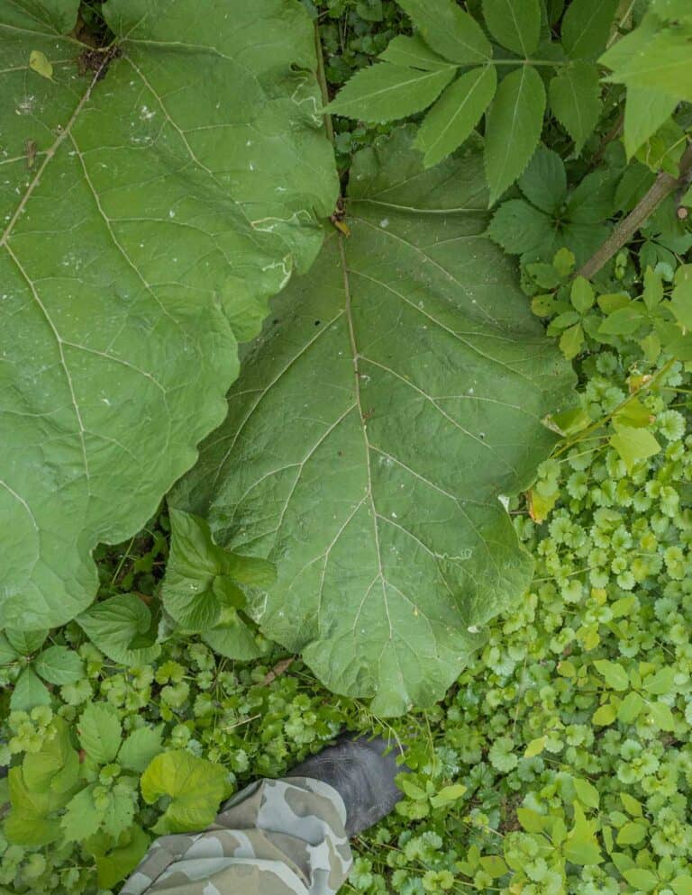 Yamagobo or Pickled Burdock Root (Recipe) - Forager | Chef