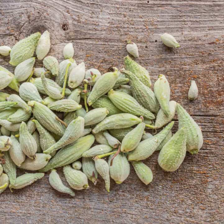 How to Forage and Cook Milkweed Pods