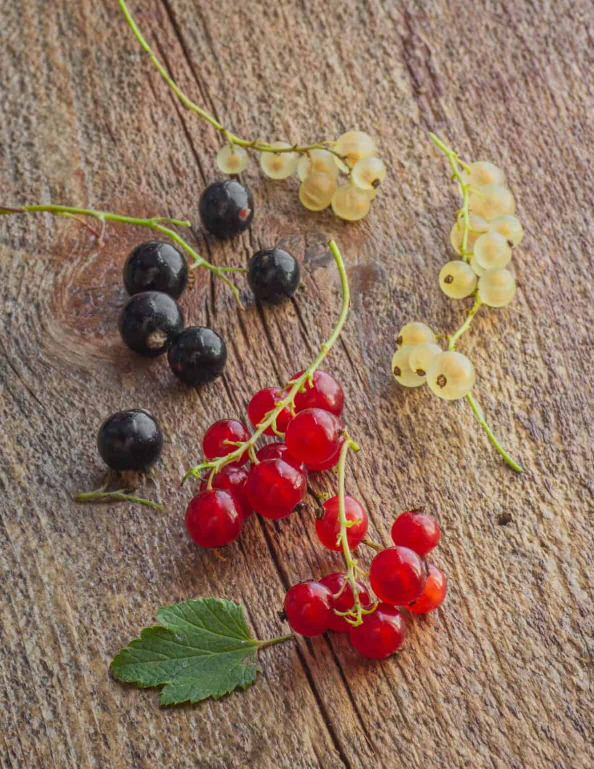 Rich Black Currant Jam Recipe (Low Sugar, No Pectin) - Forager | Chef