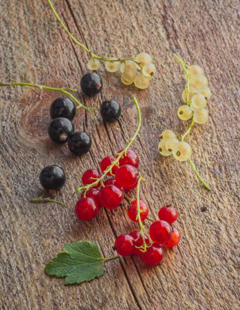 Rich Black Currant Jam Recipe (Low Sugar, No Pectin) - Forager | Chef