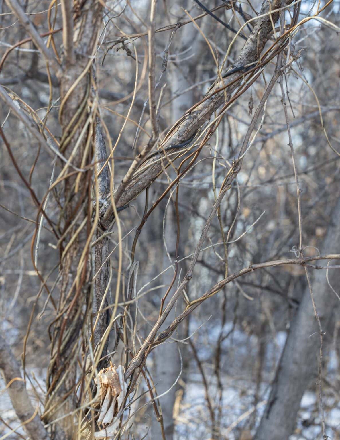 The Forager's Guide to Wild Grapes